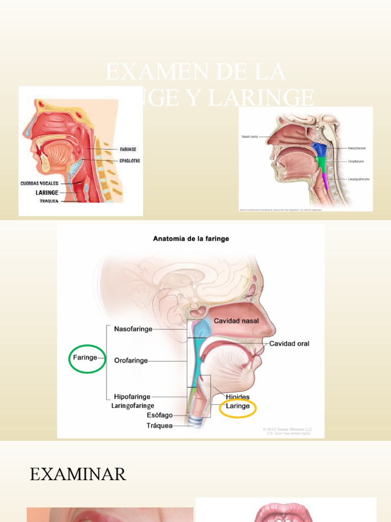 Examen de La Faringe Y Laringe | PDF | Oído | Tos