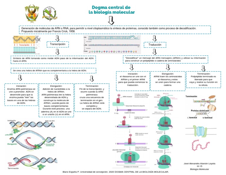 Dogma Central de La Biologia Molecular | PDF | Rna | Traducción (biología)