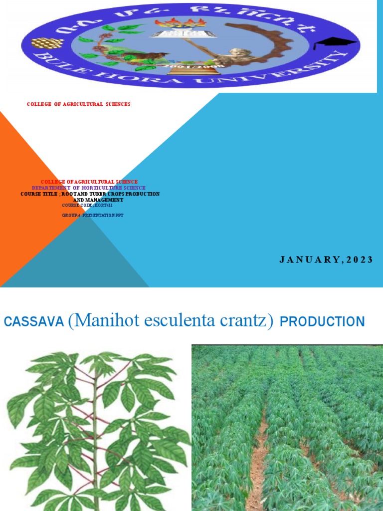 Cassava Group | PDF | Crop Rotation | Crops