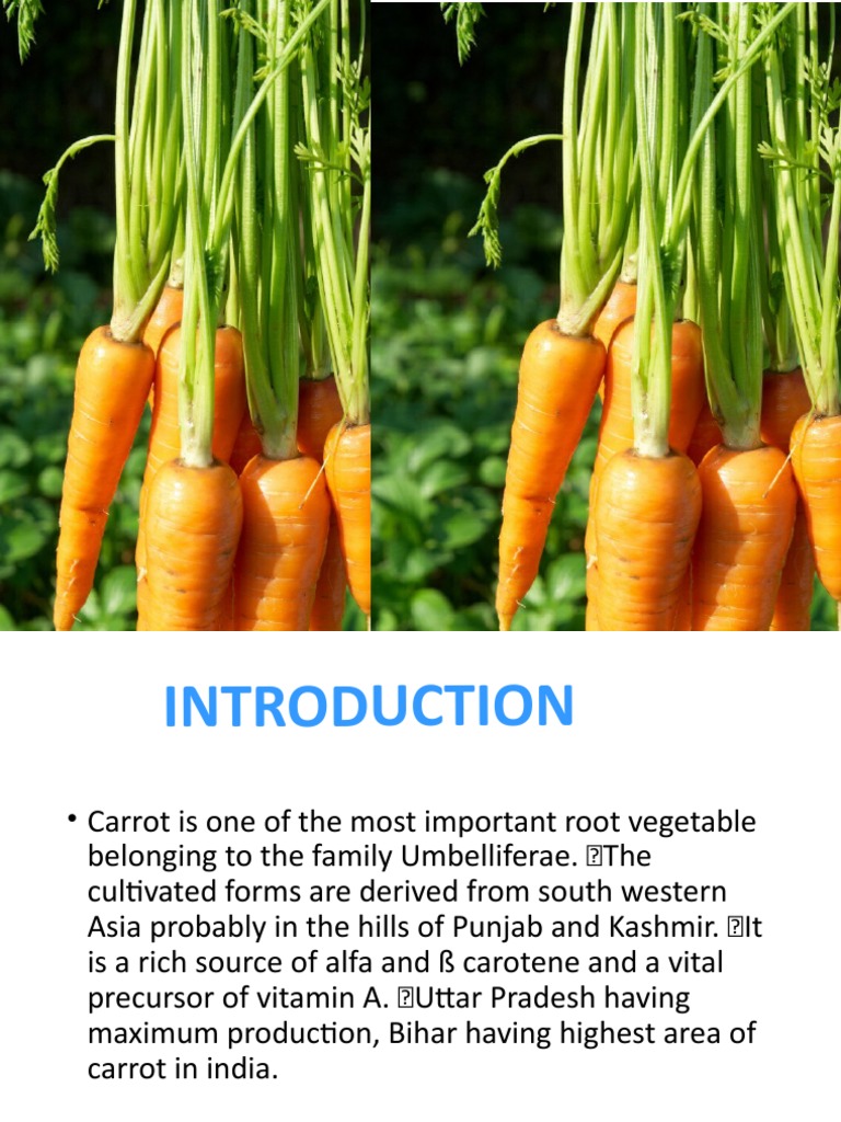 Carrot Group 1 | PDF | Carrot | Fertilizer