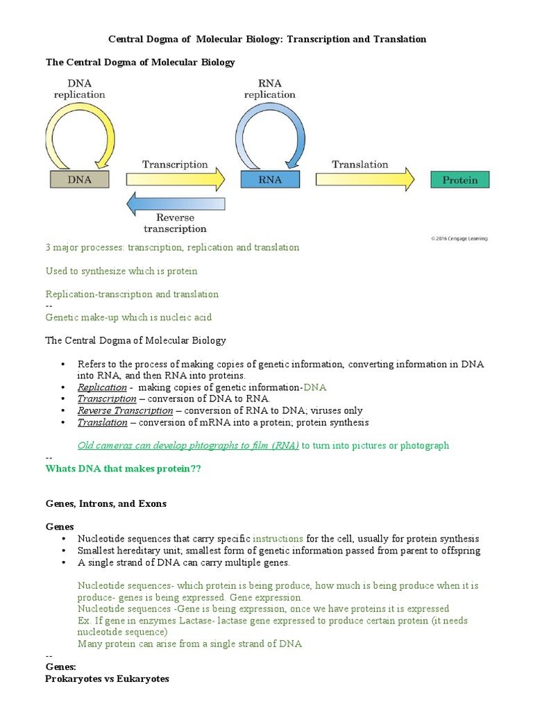 Central Dogma of Molecular Biology | PDF | Gene | Dna Replication