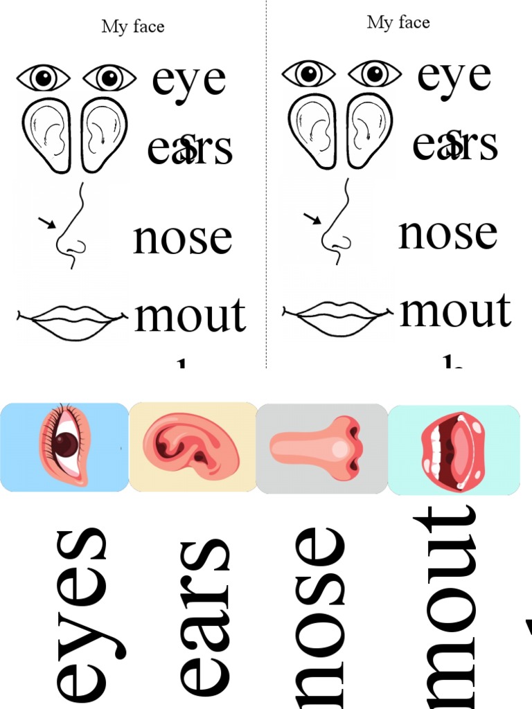Anatomy of My Face: Features Explained | PDF | Foreign Language Studies ...