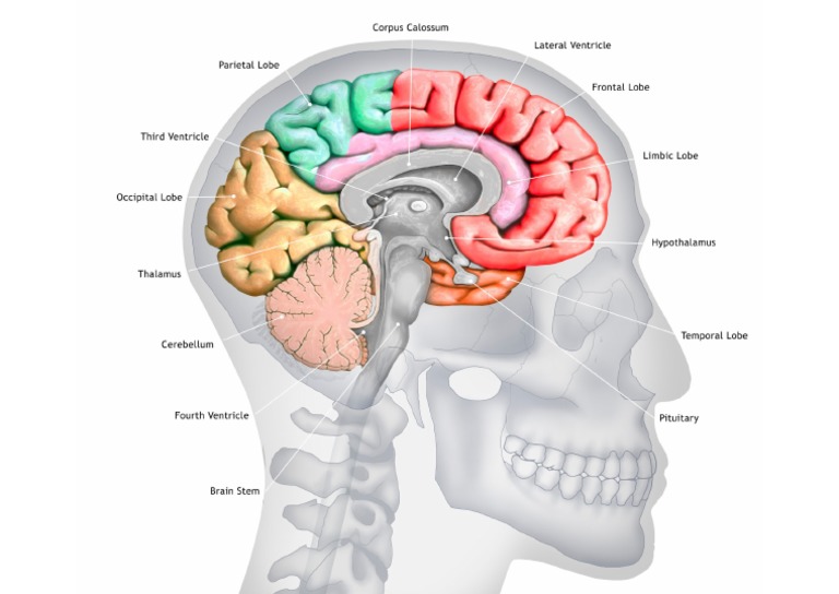Human Brain Anatomy Poster | PDF