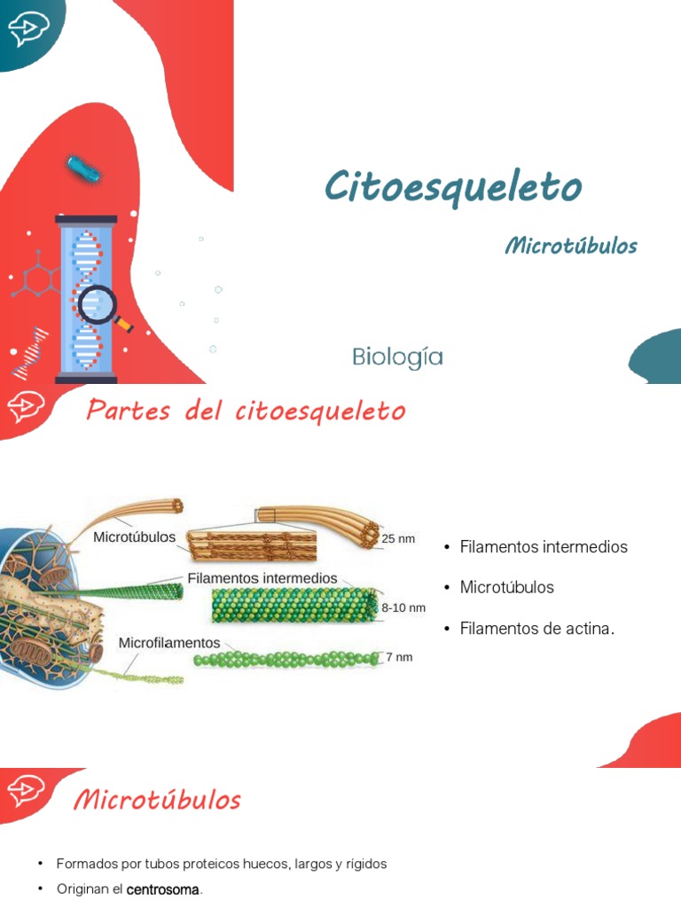 Citoesqueleto: Microtúbulos | PDF