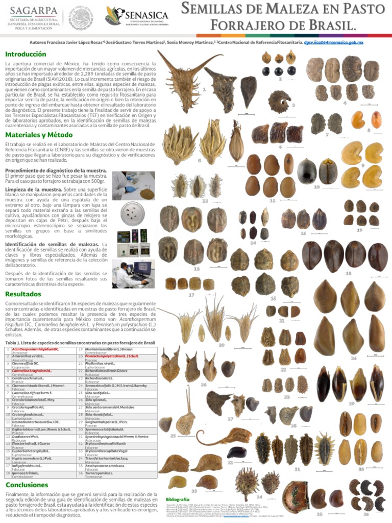 CNRF-MALE - Semillas de Maleza en Pasto Forrajero de Brasil | PDF
