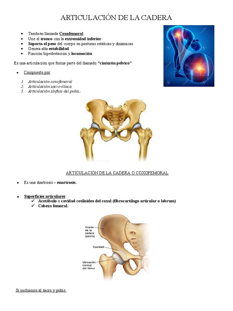 Articulación de La Cadera: 1. Articulación Coxofemoral 2. Articulación Sacro-Ilíaca 3 ...