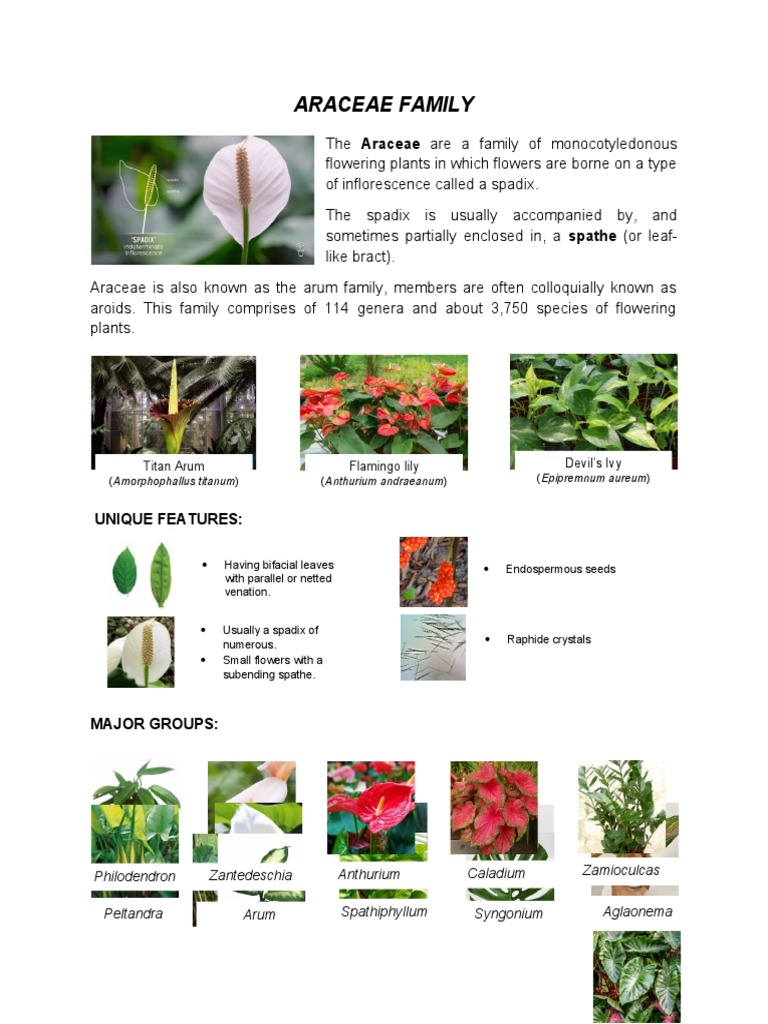 Araceae Family | PDF | Plants | Botany