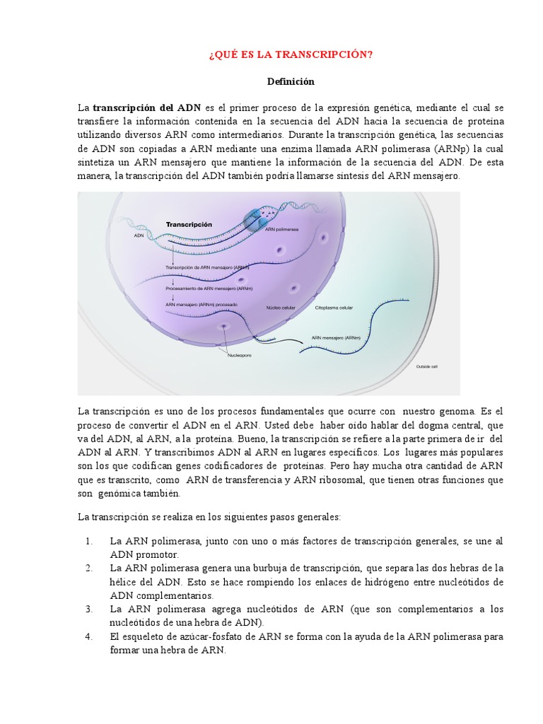 ¿Qué Es La Transcripción? | PDF | Adn | Rna