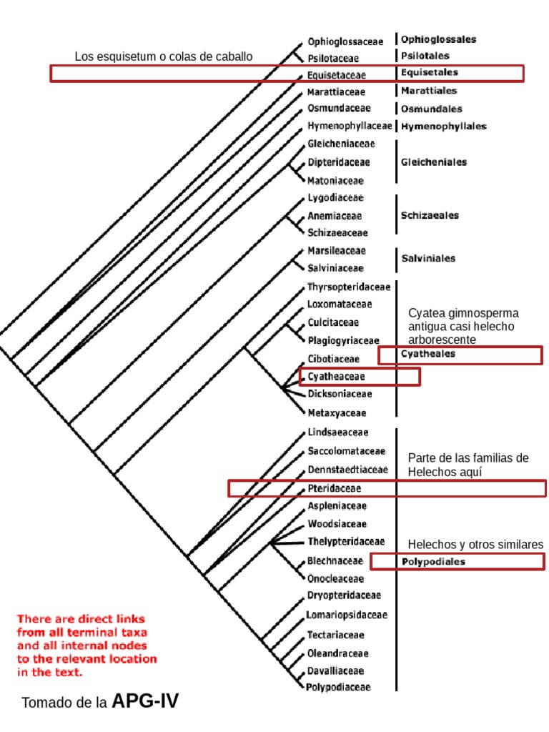 Ordenes APG-IV Parcial | PDF