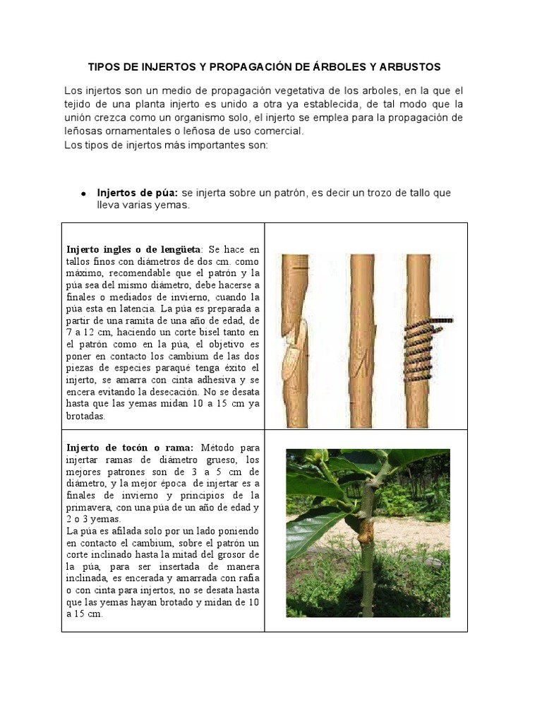 Tipos de Injertos de Plantas | PDF | Injerto | Organismos