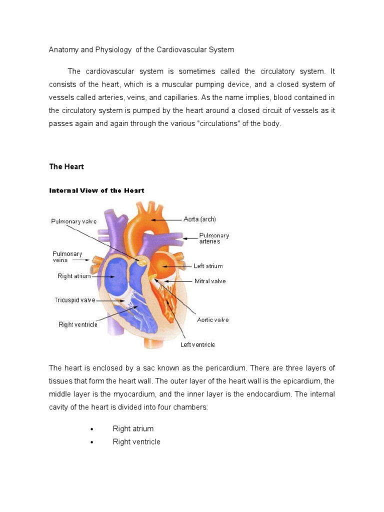 Anatomy and Physiology of The Cardiovascular System | PDF | Artery | Heart