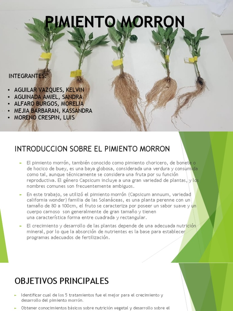 Pimiento Morron | PDF | Pimenton | Pimiento
