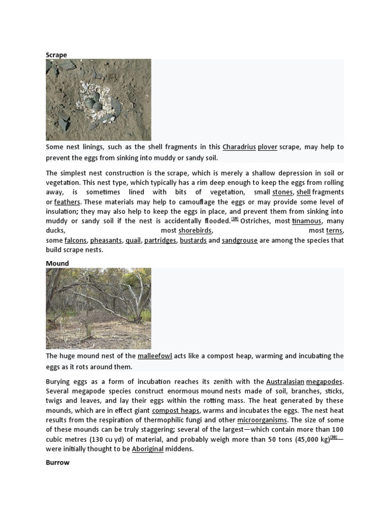 Scrape | PDF | Birds | Ornithology