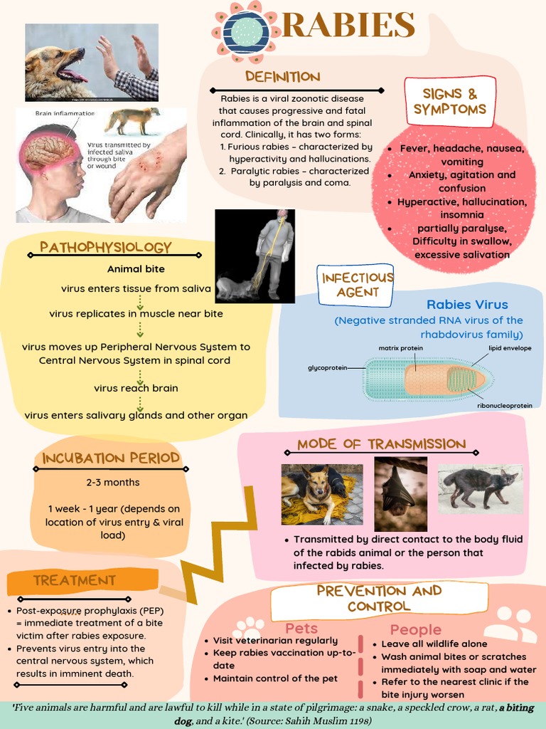 Poster Rabies | PDF | Rabies | Medical Specialties
