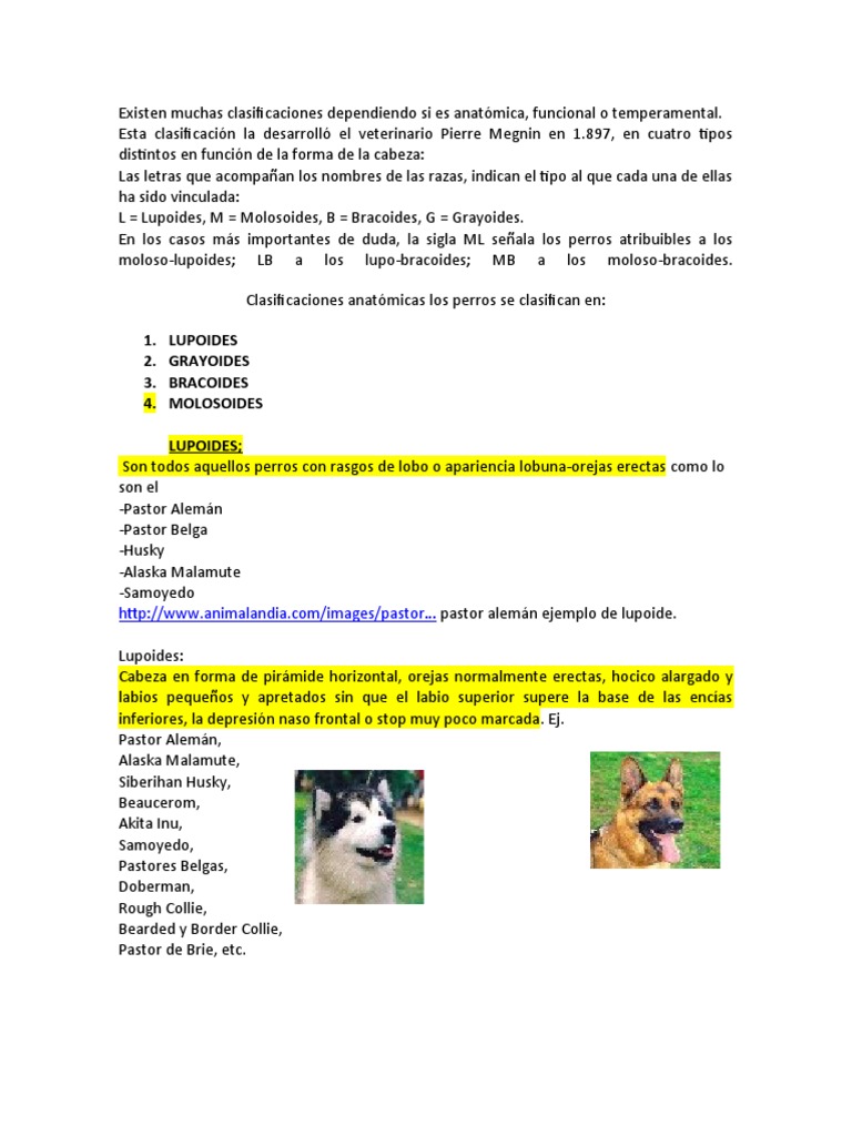 Clasificacion de Los Perros | PDF | Terriers | Pastor alemán