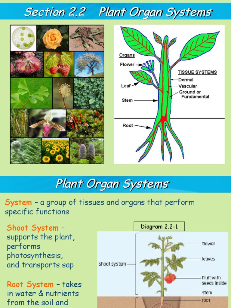 Plant Organ Systems Overview | PDF
