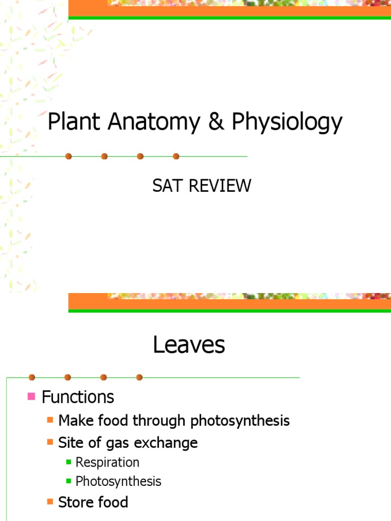 Plant Anatomy Physiology SAT REVEIW | PDF | Leaf | Plant Stem