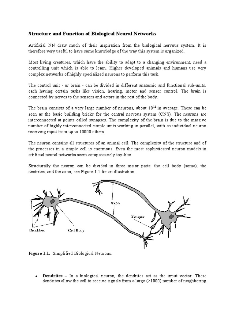 Lecture 2.1.3 INTRODUCTION TO ANN | PDF | Neuron | Dendrite Lecture 2.1.3 INTRODUCTION TO ANN | PDF | Neuron | Dendrite