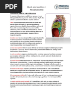 Ángulo de Louis | PDF | Tórax | Anatomía humana
