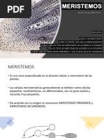 Meristemos Apicales: Estructura y Función | PDF
