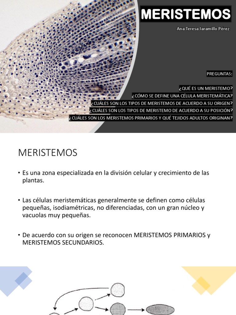 2 Meristemos | PDF | Raíz | Tallo de la planta