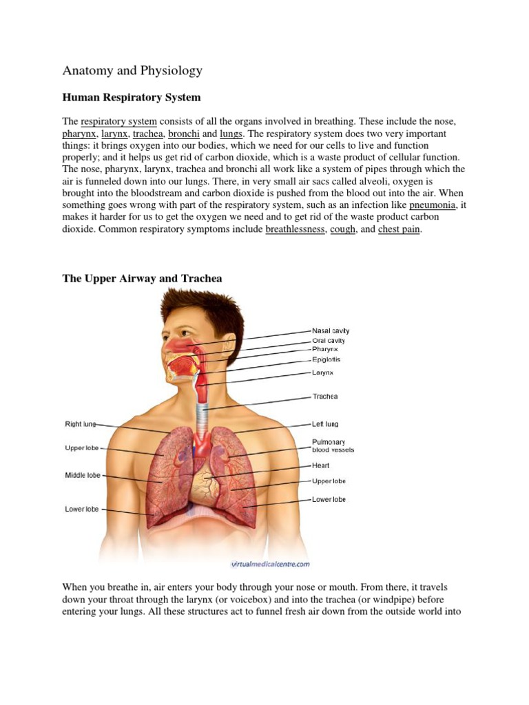 Anatomy and Physiology: Human Respiratory System | PDF | Lung ...