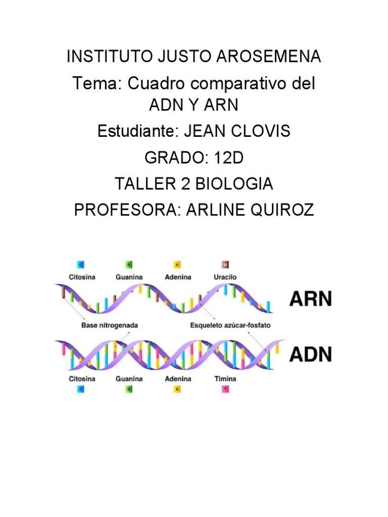 Cuadro Comparativo Del ADN Y ARN | PDF