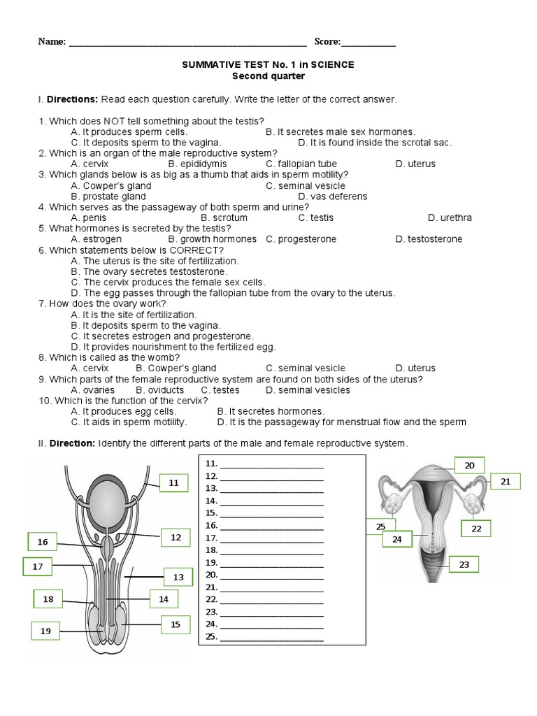 Male and Female Reproductive System Summative Assessment | PDF ...