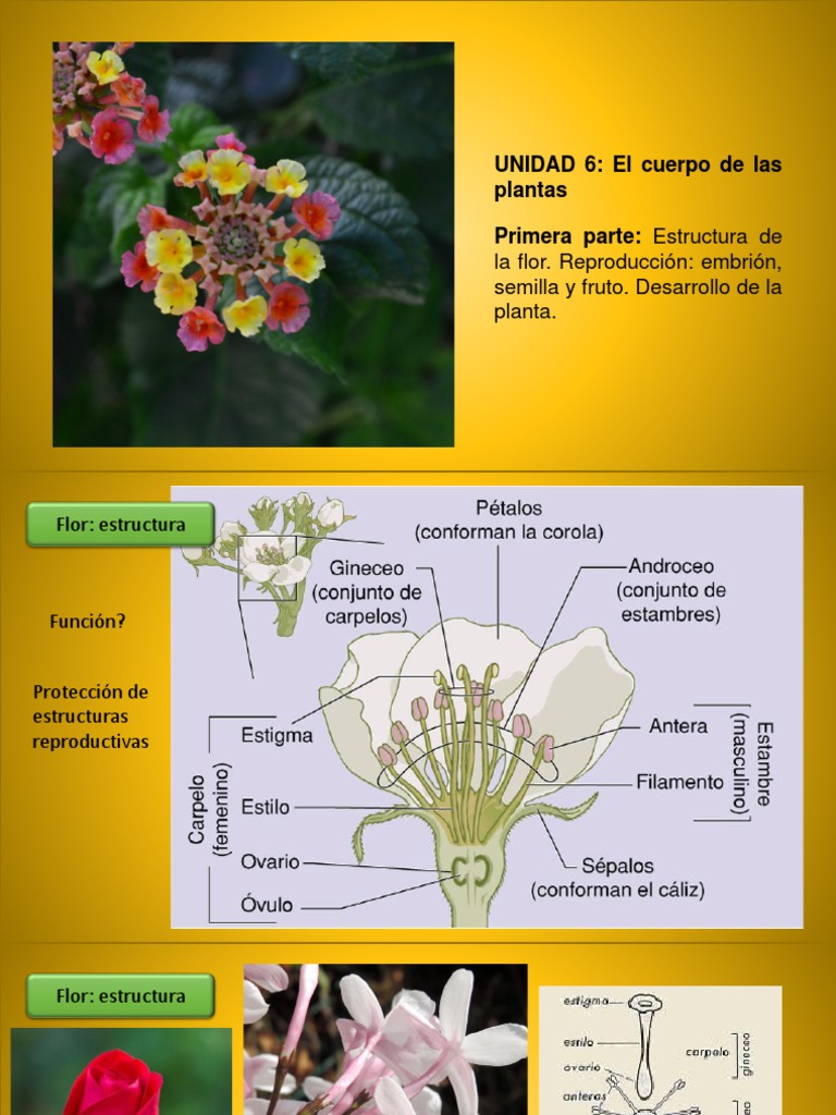 Unidad 6 - Estructura y Funcionamiento de Las Plantas | PDF | Flores ...