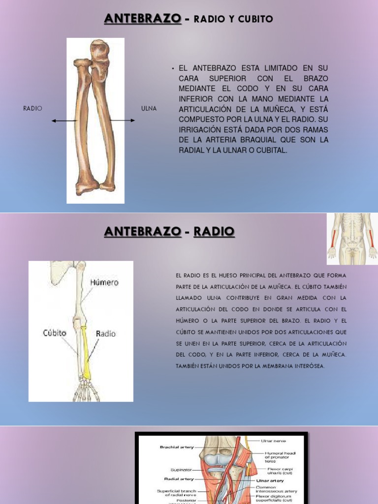 Radio y Cubito Mano | PDF | Mano | Codo