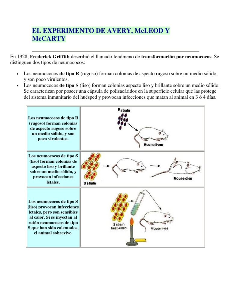 El Experimento de Avery | Bacteriófago | Virus