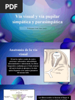 Anatomía y Patología de La Papila Óptica | PDF | Retina | Ojo humano