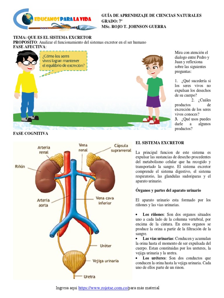 Que Es El Sistema Excretor | PDF | Sistema urinario | Riñón