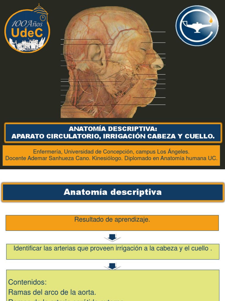 Anatomía Descriptiva: Aparato Circulatorio, Irrigación Cabeza Y Cuello | PDF | Anatomía humana ...