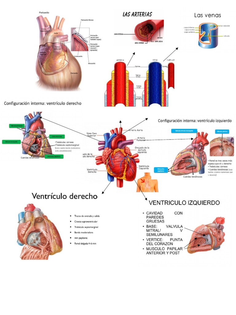 Mapa Mental Cardiovascular | PDF
