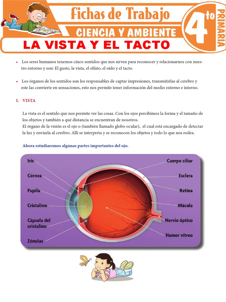 La Vista y El Tacto para Cuarto Grado de Primaria | PDF | Percepción ...