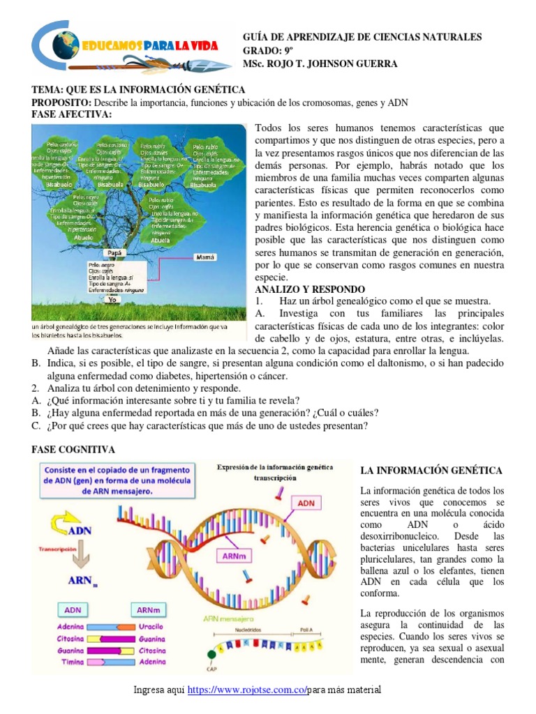 Que Es La Información Genética | PDF | Reproducción | Reproducción sexual