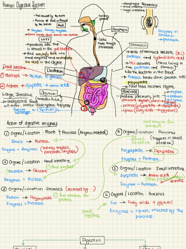Human Digestive System | PDF | Human Digestive System | Biophysics