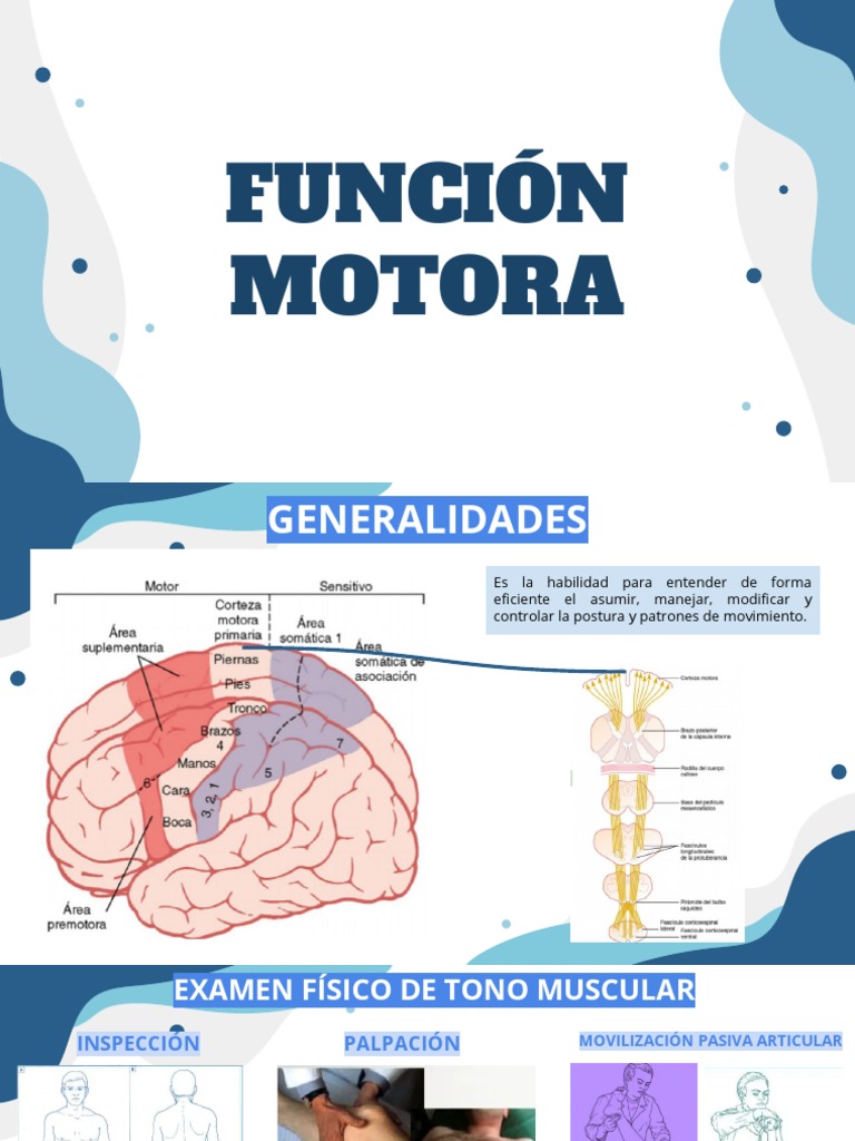 Función Motora: CREDITS: This Presentation Template Was Flaticon ...
