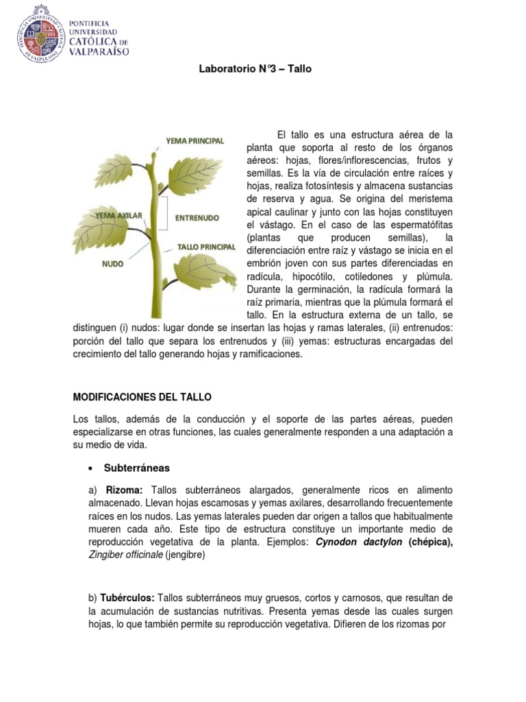 N°3 Tallo | PDF | Tallo de la planta | Hoja