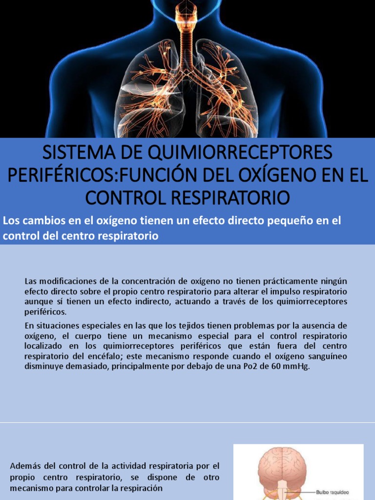 Quimiorreceptores y Control Respiratorio | PDF | Sistema respiratorio ...