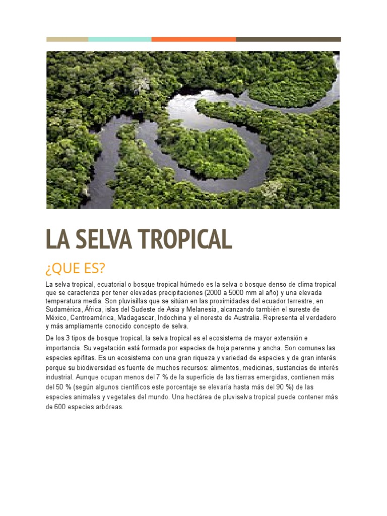 Características de la Selva Tropical | PDF | Zona tropical | Selva