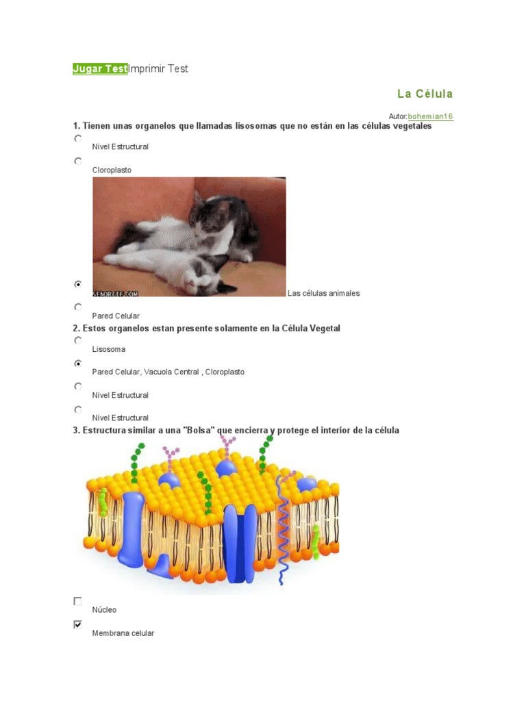 Examen Celula | PDF | Biología Celular) | Eucariotas