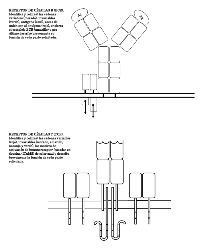 Estructura y Función de BCR y TCR | PDF