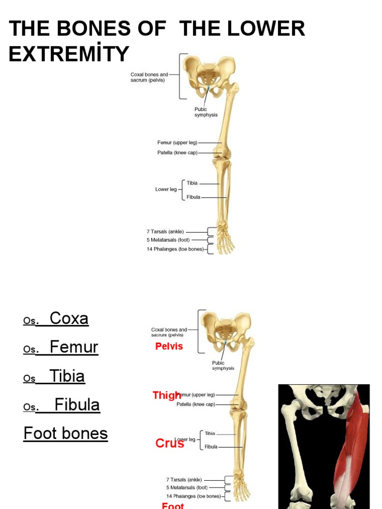 4.lower Limb | PDF