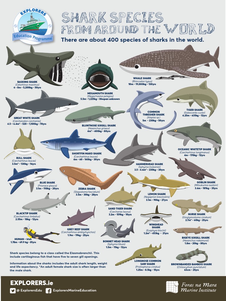 Overview of Shark Species and Sizes | PDF | Sharks | Aquatic Animals