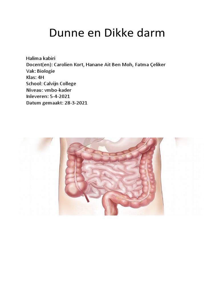 Dunne en Dikke Darm | PDF