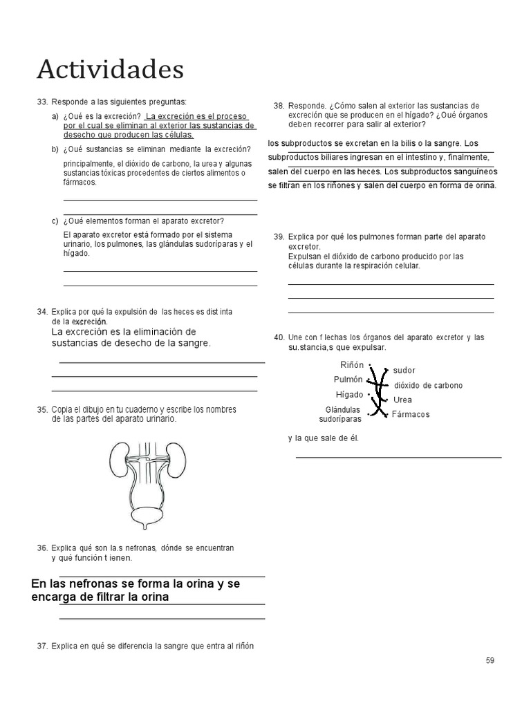 FICHAS Aparato Excretor | PDF | Excreción | Sistema urinario