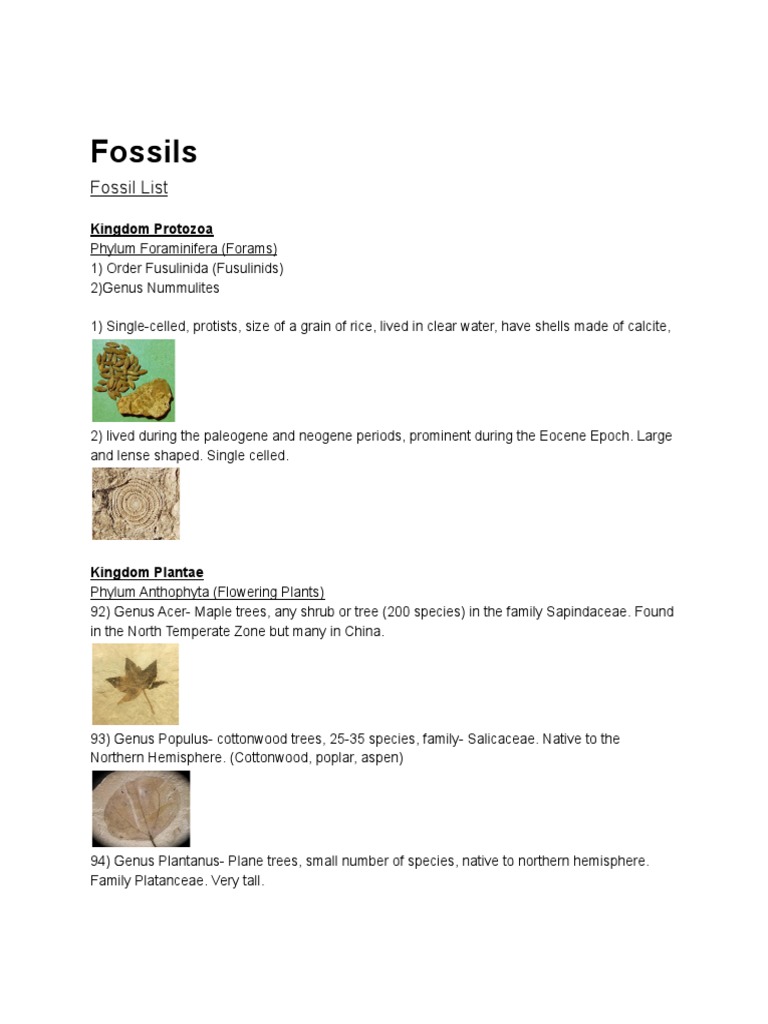 Fossils | PDF | Bivalvia | Fossil