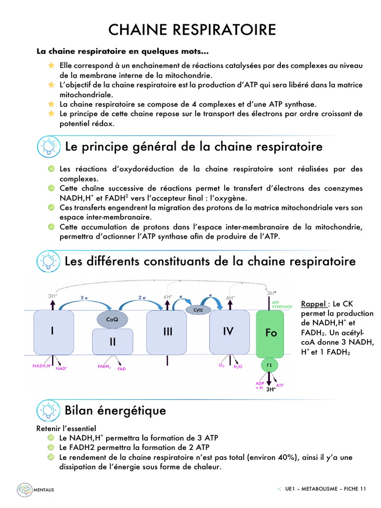 Fiche 11 - Chaine Respiratoire | PDF